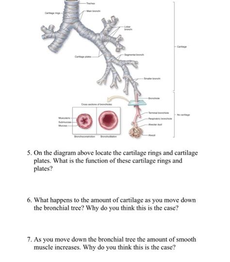 Solved 1 The Trachea Branches Into Two Passageways What