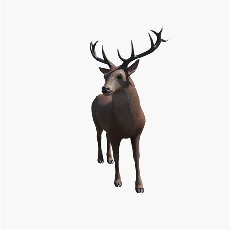 3d Deer Model Turbosquid 2119450