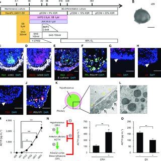 Differentiation And Functional Characterization Of Ff KhES1 Derived