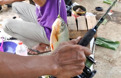 Umpan Air Tawar Racikan Umpan Pellet Untuk Bawal Kolam Harian GT Kabar Mancing