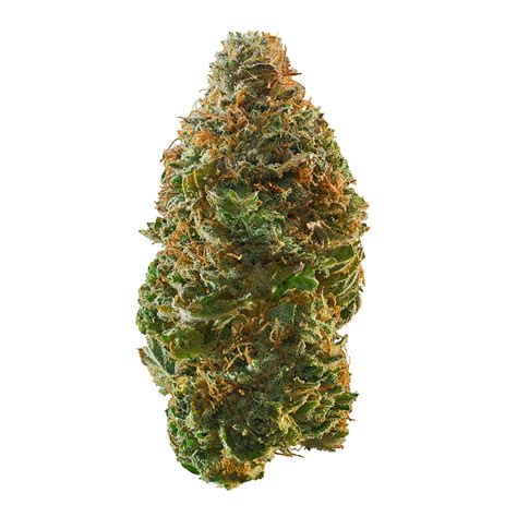 Bubblegum Gelato Aka Bubble Gum Gelato Bg Gelato Weed Strain