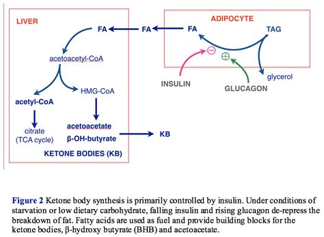 Ketogenic Diets Ketoacidosis And Sglt 2 Inhibitors — Nmscience
