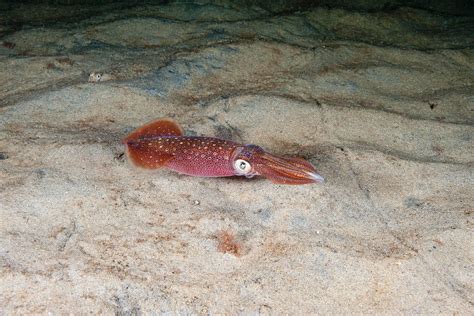 Longfin Inshore Squid Photograph By Andrew J Martinez Fine Art America