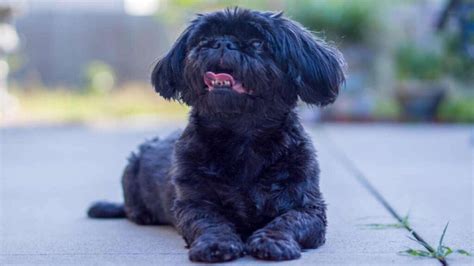 350unique And Best Shih Tzu Names