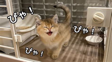鳴き声があまりにも可愛すぎるブリティッシュショートヘアの子猫 YouTube