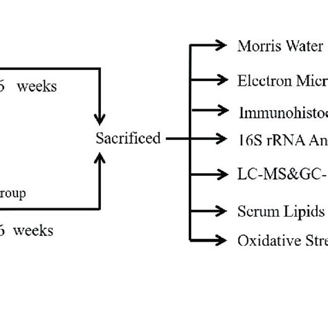 Effects Of Apoe On Cognitive Function And Hippocampal Synaptic