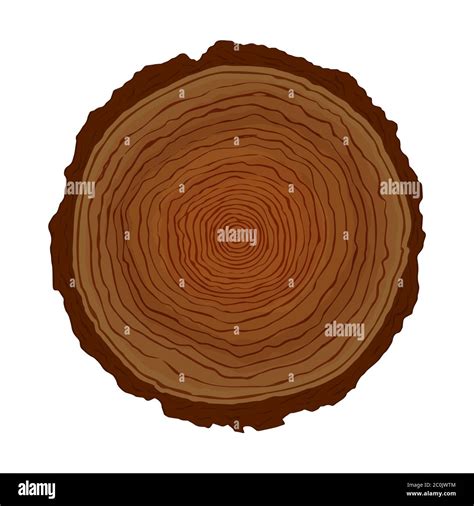 Wood Tree Circle Cut With Natural Ring Shapes On Isolated White Background Hand Drawn Wooden