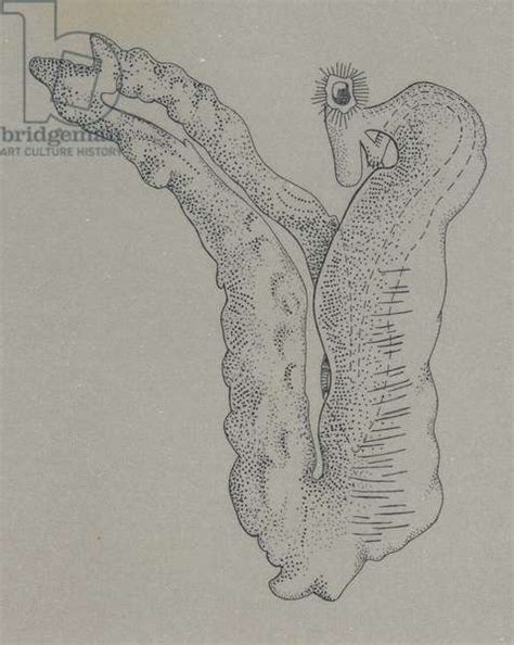 Image Of Nephridium Excretory Gland Minute Nut Clam Bivalve Molluscs Drawing
