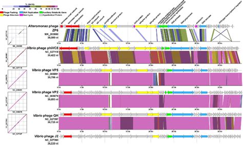 Genomic Comparisons Between Alteromonas Phage Zp6 And Typical
