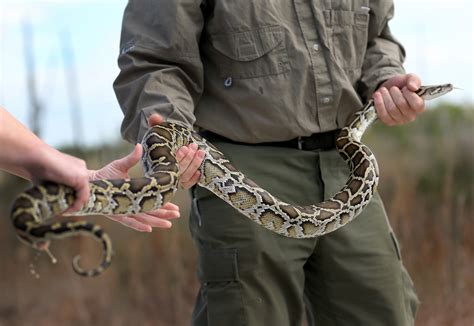 Python Big Gulp Three Whole Everglades Deer In One Big Snake Belly