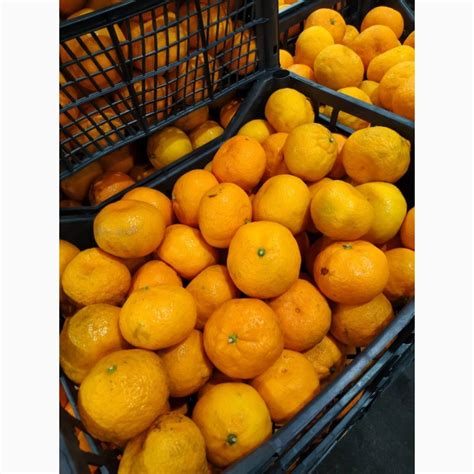 Продам мандарин — Agrotorg