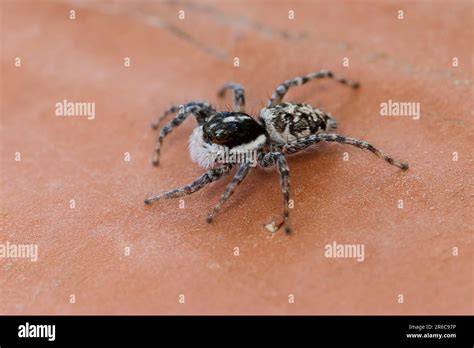 Springspinne Weibchen Menemerus Semilimbatus Jumping Spider Female