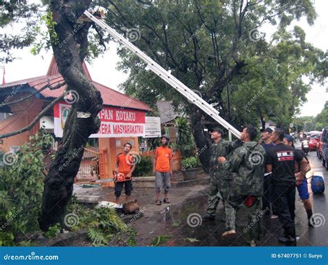 Tree Collapsed Editorial Photo Image Of Java Landscape
