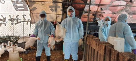 快訊／新竹市爆禽流感！雞鴨異常死亡 確診「h5n1」撲殺近3百隻禽類 生活 三立新聞網 Setncom