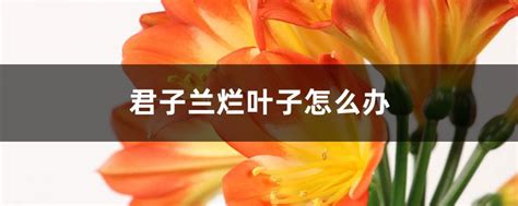 君子兰烂叶子怎么办 花百科