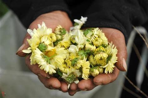 一名男子放棄城市工作回農村種菊花，自稱年純收入10多萬！ 每日頭條