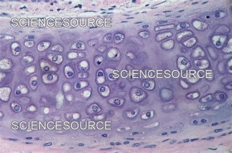 Hyaline Cartilage Connective Tissue