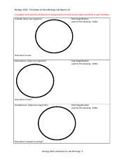 Lab Report Eukaryotic Microbiology Docx Biology Principles Of Microbiology Lab Report