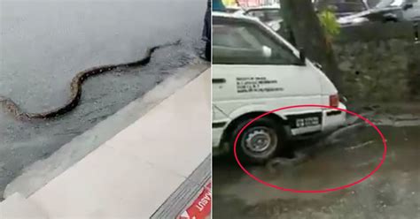 Pythons Emerge After Kl Flood Because 2020 Isnt Over Yet Fly Fm