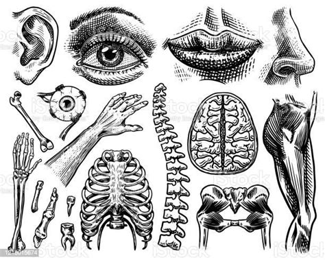 인간의 뼈와 근육 세트의 해부학 장기 시스템 몸과 흉부와 골반 심장과 뇌 눈과 척추 감각 피질 컬렉션 다리와 팔 손으로 그린 생물학 일러스트 간 내부 기관에 대한 스톡 벡터