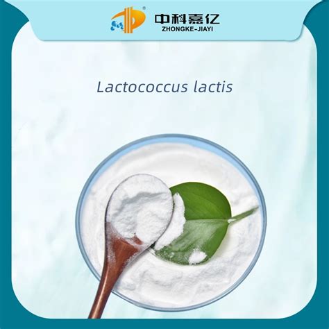 Gut Health Lactococcus Lactis Probiotic Immune Support Powder Probiotic Immune Support Powder
