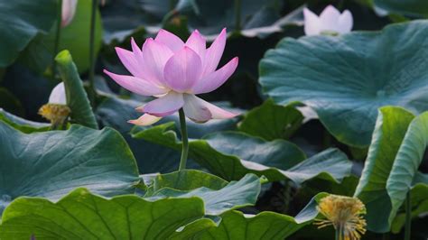 Flowers And Trees Theme Lotus Pond Flower Chart Powerpoint Background