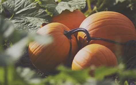 배경 화면 오렌지 호박 야채 1920x1440 그림 이미지
