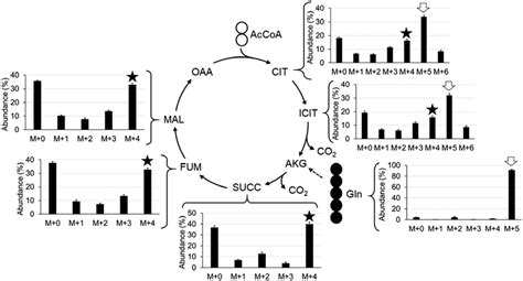 Mass Isotopomer Distribution In Organic Acids After Labeling Pennycress