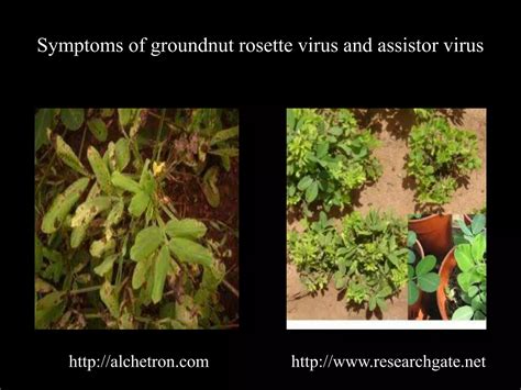Groundnut Bud Necrosis Virus Ppt
