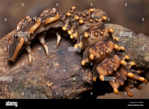 Trilobite Beetle Platerodrilus Sp Neotenic Female Remains In Her