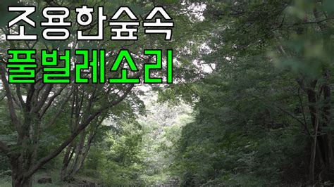마음이 맑아지는 조용한 숲속의 풀벌레 소리 Asmrㅣ포근한 숲소리ㅣ수면유도 백색소음ㅣ잠잘때듣는 Asmr Youtube