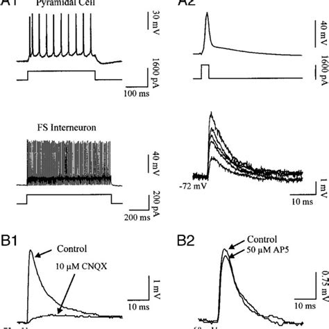 Unitary Excitatory Postsynaptic Potential Epsp Characteristics Of Download Scientific Diagram