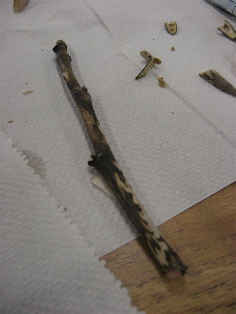 The Garden Aker Grafting Tree Peonies