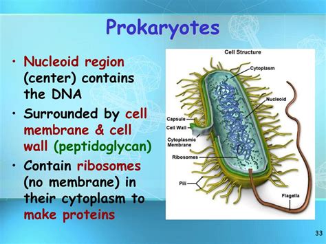 Basic Structure Of A Cell Ppt Download