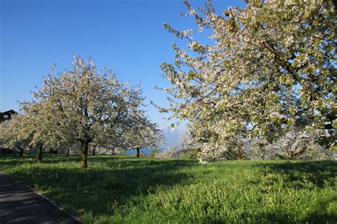 Free Images Tree Nature Branch Blossom Meadow Leaf Flower