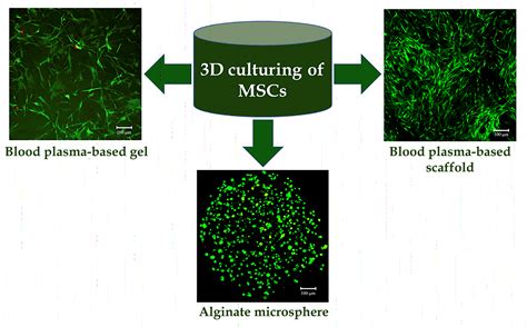 Modulation Of Mesenchymal Stromal Cells Properties By The