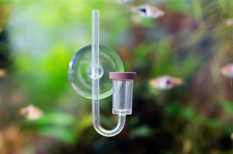 Co2 Diffusor Welcher Co2 Diffusor Ist Der Beste