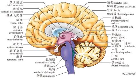 腦機介面筆記 大腦神經科學概觀 北科大 劉益宏教授 — 腦機介面上課筆記網路資料搜尋 By 詹閔翔 Erics