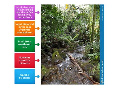 Nutrient Cycle Trf Labelled Diagram