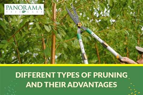 Five Different Types Of Tree Pruning And Their Benefits
