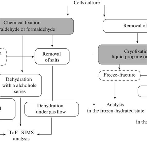 Possible Techniques Of Sample Preparation Used For The Tof Sims Download Scientific Diagram