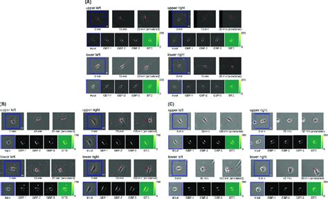 Visualized Image Features Learned By The Cnn Models A Nih3t3 Download Scientific Diagram