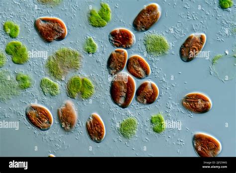 Differential Interference Contrast DIC Light Micrograph Of Rhodomonas