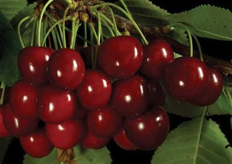 Sweet Cherry Sam P Avium Dwarf Rootstock Nutcracker Nursery And Tree