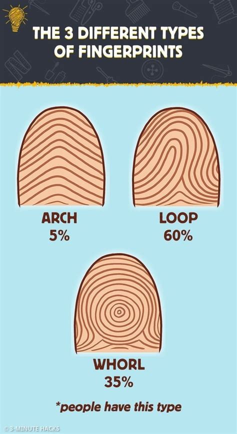 The 3 Different Types Of Fingerprints In 2023 Types Of Fingerprints Fingerprint Finger Print