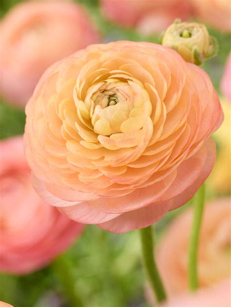 Ranunkeln Online Kaufen Amandine Peach Salmon