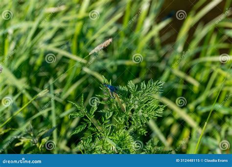 Blue Beauty Dragonfly When Mating Stock Image Image Of Green