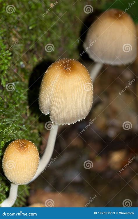 Coprinellus Micaceus Coprinus Micaceus Commonly Known As Glistening