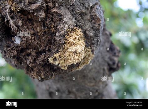 Adventitious Or Aerial Roots On Trunk And Branches Of Plumeria Tree