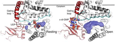 Gating Loop Positions In The Absence And Presence Of C‐di‐gmp Morgan
